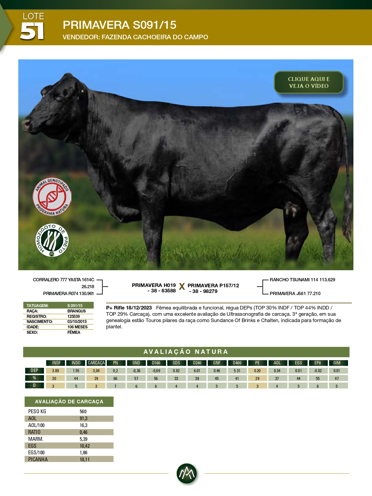 MF Leilões Rurais Leilão Online de Animais Gado de Leite, Corte, Ovinos ...